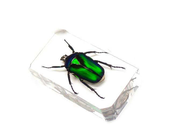 Beetle/Bug Paperweight – Sheer Treasures Company LLC.